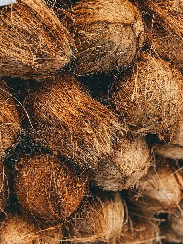 An Introduction to Coco Coir: Everything You Need to Know