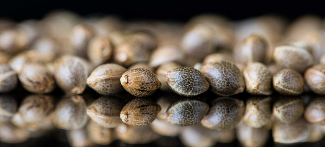 How to Feminize a Seed: Male and Female Seeds Explained