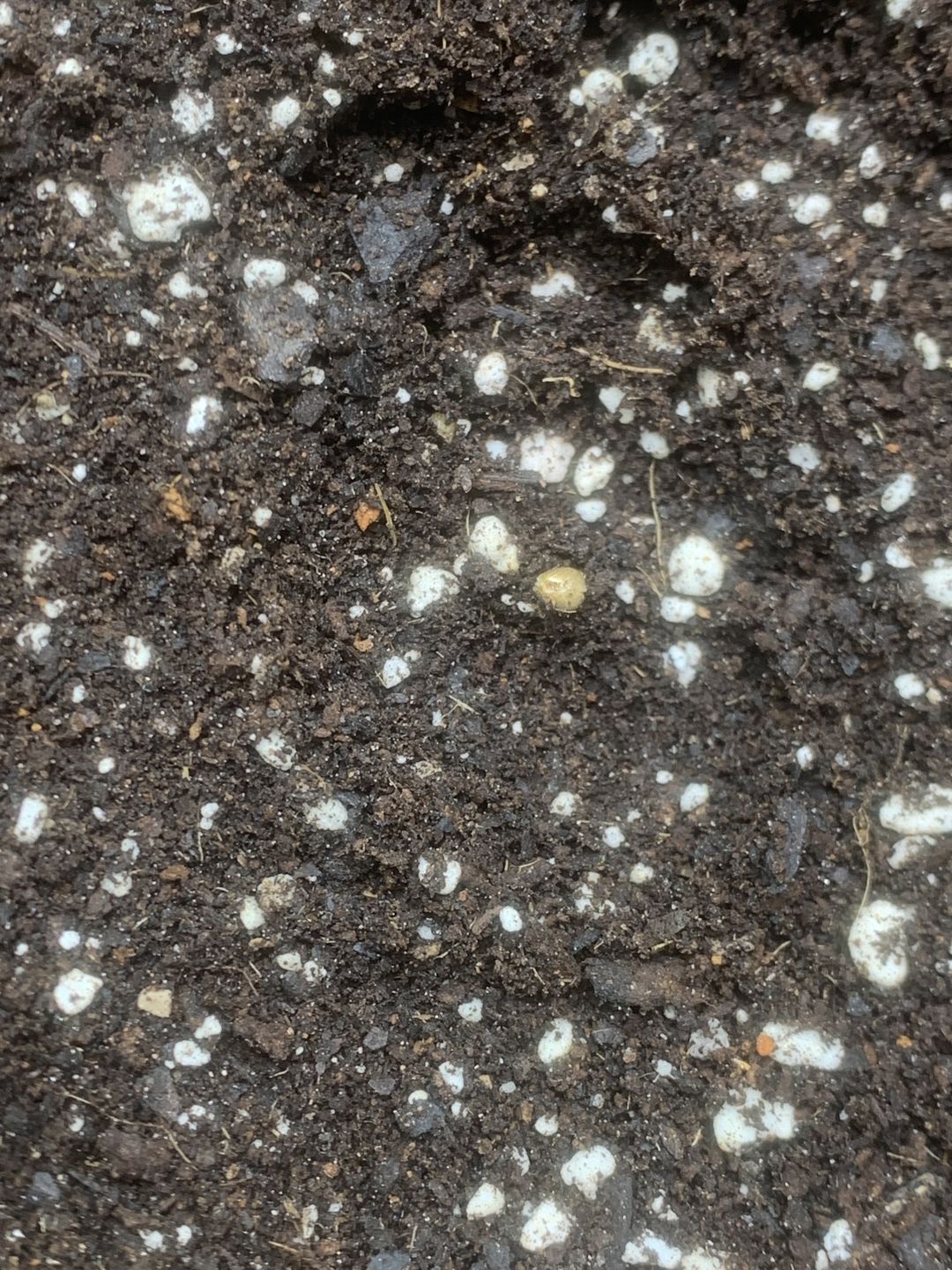 Sohum Living Soil - Pallet (60 x 1.5cf bags) - Happy Hydro