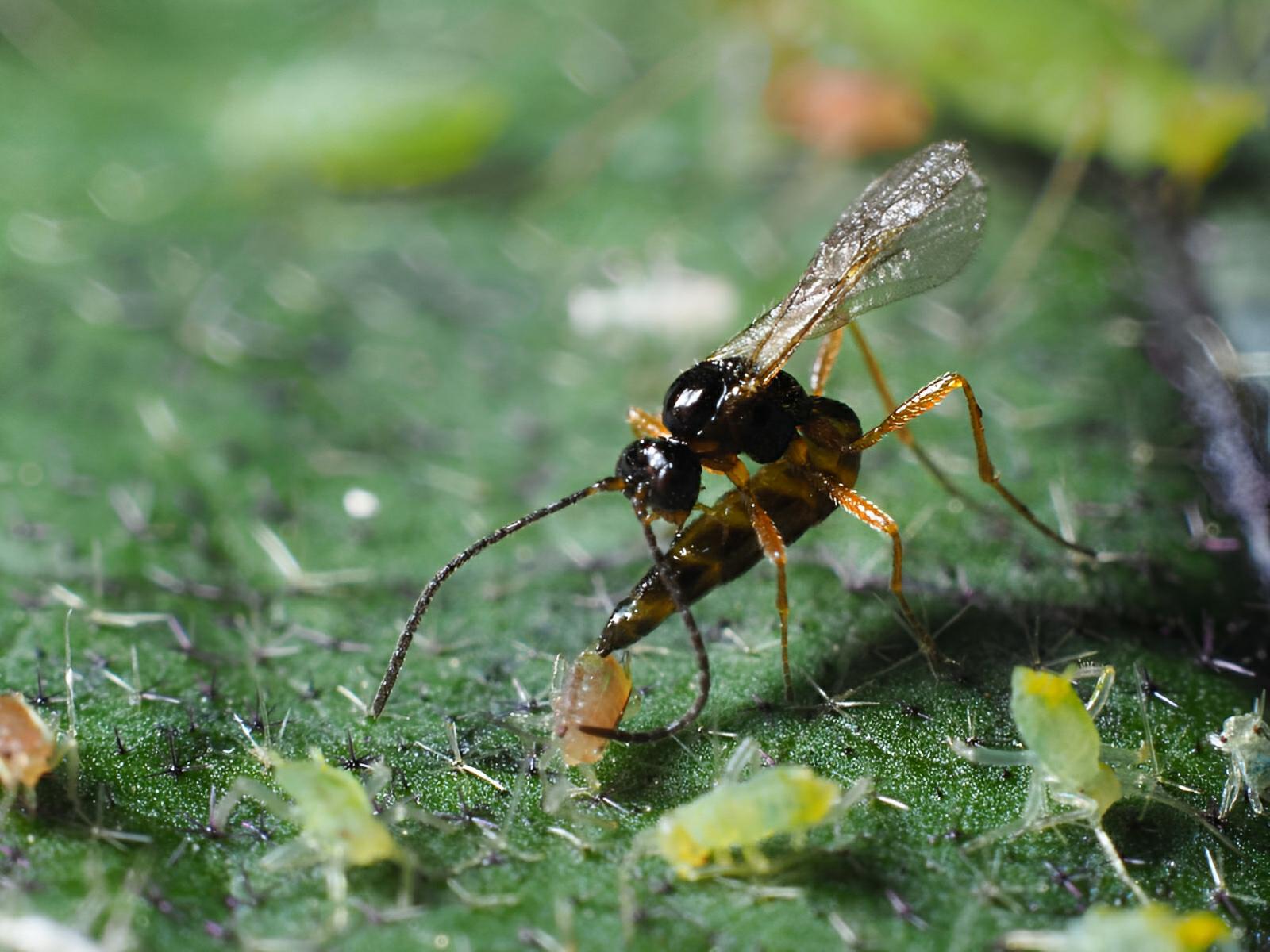 Aphidius Colemani - Predator Mites for Aphid Biological Control - Happy ...