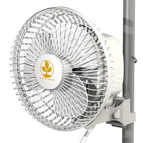 Monkey Fan