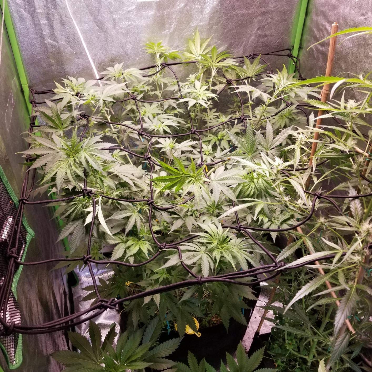 AC Infinity Trellis Netting for 2x2 Grow Tents - Happy Hydro