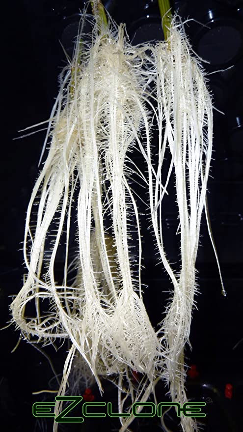 EZ Clone 16 Site Cloning Machine - Happy Hydro